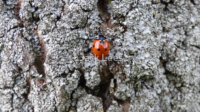 "Ladybug's Bark" by Jack Lees | Redbubble