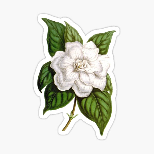 "Gardenia Jasminoides" Sticker for Sale by TheLoxodonta | Redbubble