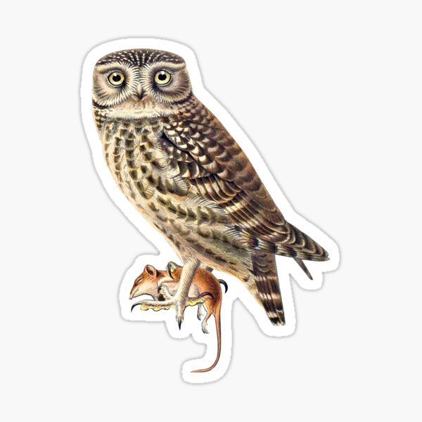 "Little Owl" Sticker by TheLoxodonta | Redbubble