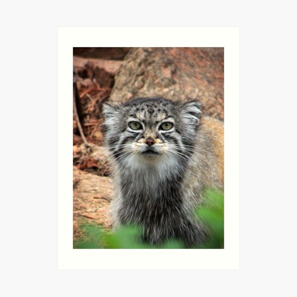 Pallas Cat Art Prints | Redbubble