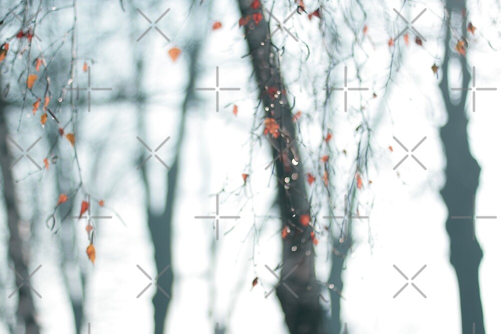 "Crying Birch-trees" by tanjica | Redbubble