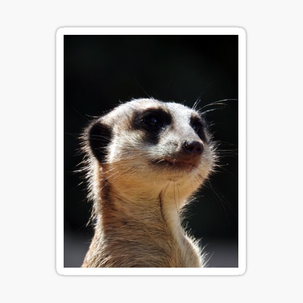 "Meerkat" Sticker by kirstybush | Redbubble