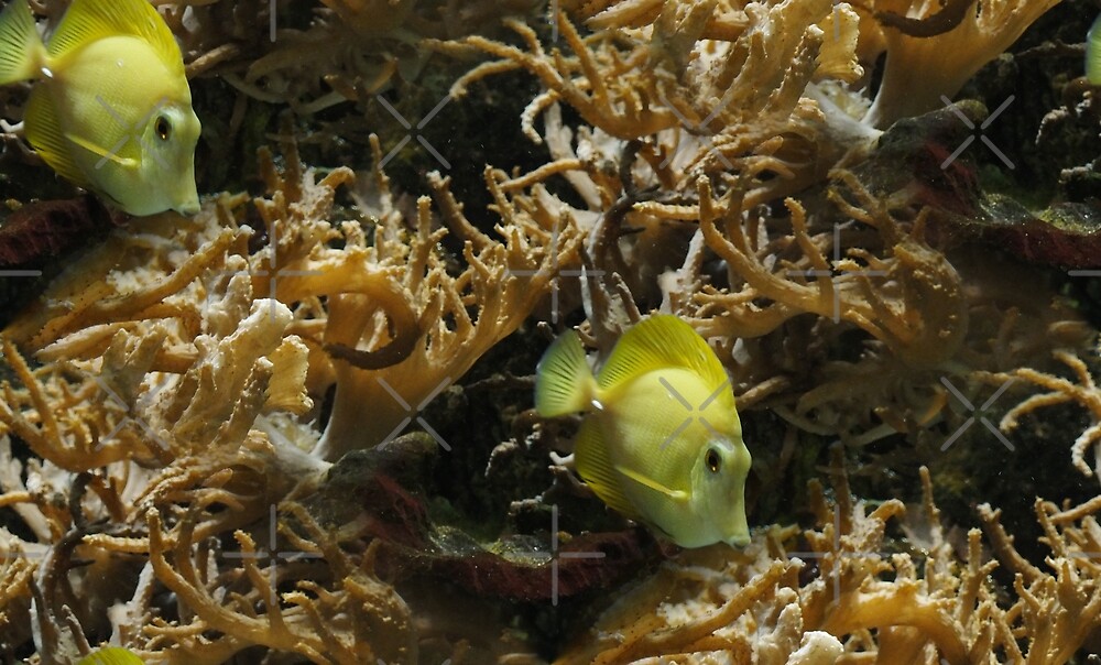 "Yellow Fish (pattern)" by Yampimon | Redbubble