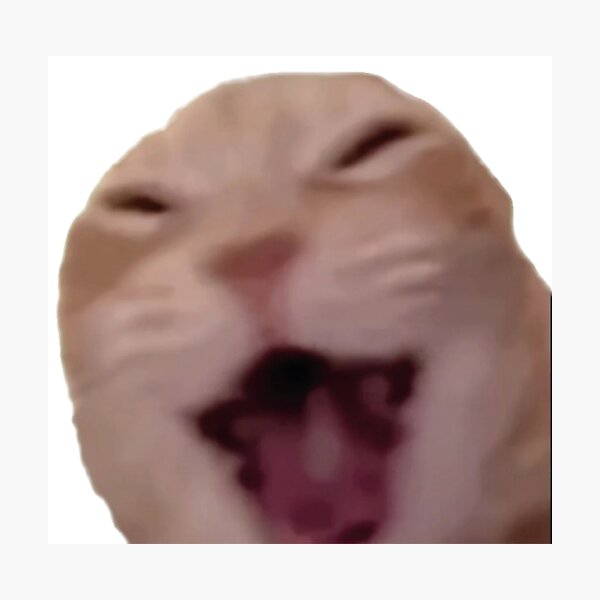 "Laughing Cat Meme" Photographic Print for Sale by Maxgmdss | Redbubble