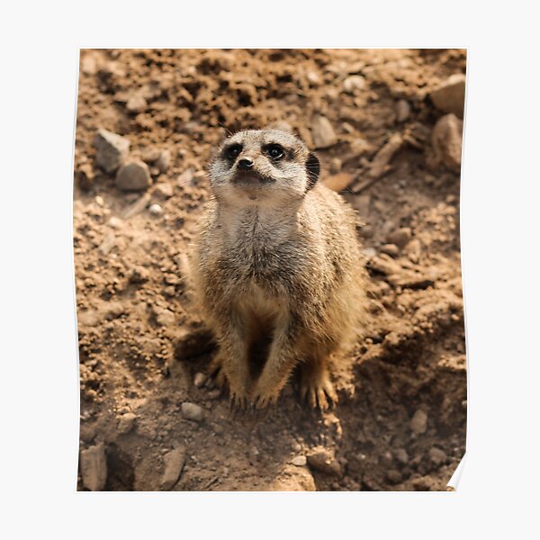 Meerkat Posters | Redbubble
