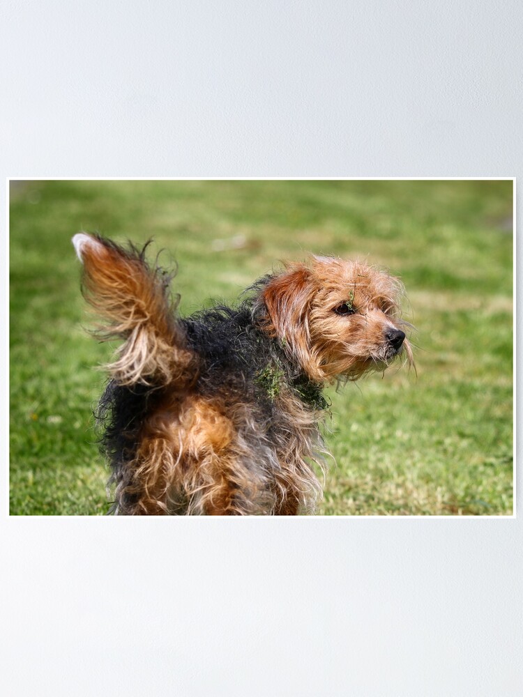 "Scruffy dog" Poster by GreyFeatherPhot | Redbubble