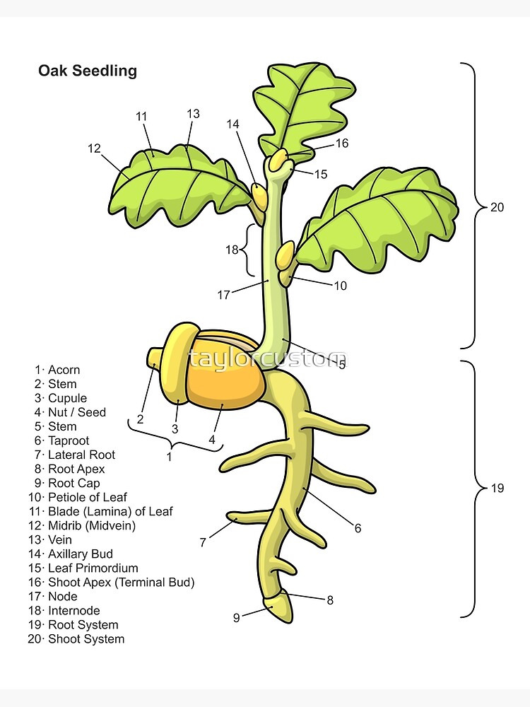 "Oak Seedling Diagram" Art Board Print for Sale by taylorcustom | Redbubble