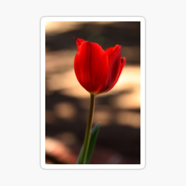 "One Tulip" Sticker for Sale by Evita | Redbubble
