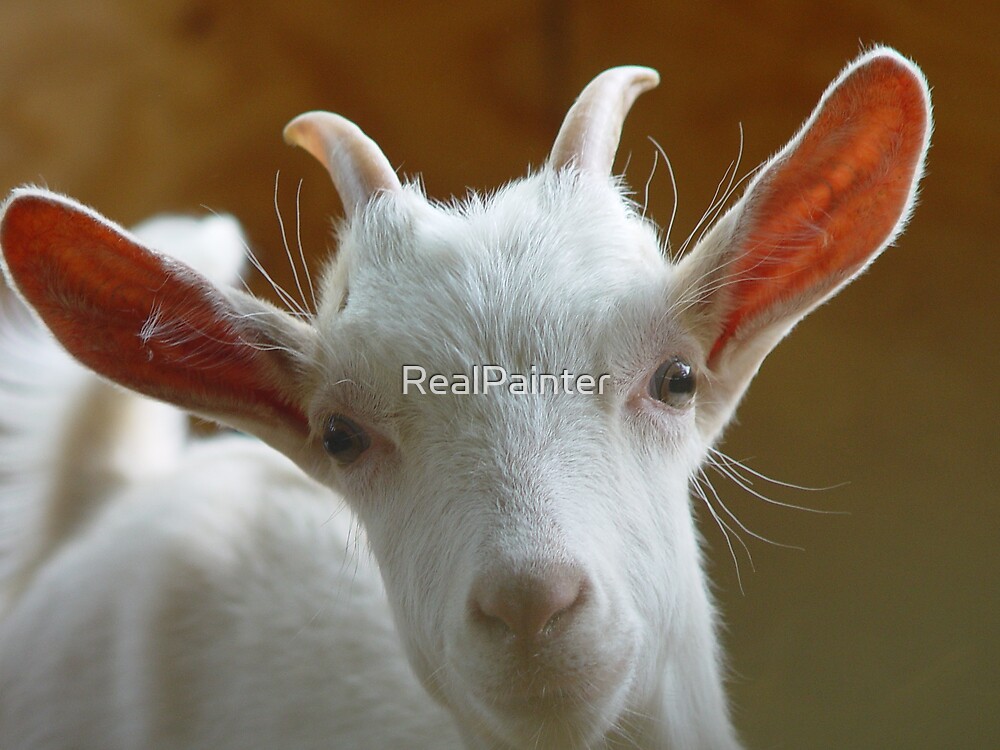 "Micro Goat FACE LOOK!" by RealPainter | Redbubble