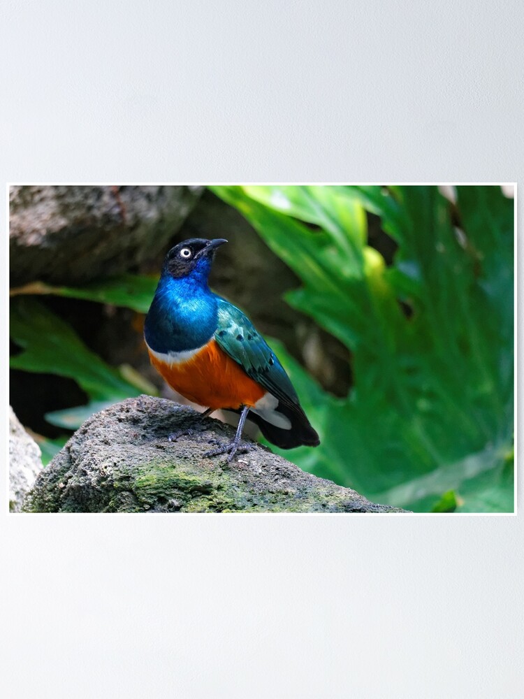 "A Dashing Figure in Blue, Green, and Russet: African Superb Starling ...