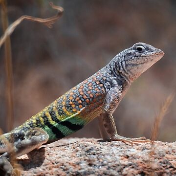 "Rainbow Lizard Flexing Their Muscles" Sticker for Sale by ...