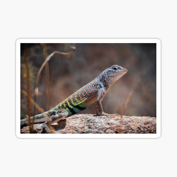 "Rainbow Lizard Flexing Their Muscles" Sticker for Sale by ...
