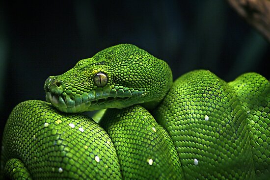 "Green Eyelash Tree Viper" Photographic Prints by mal-photography ...