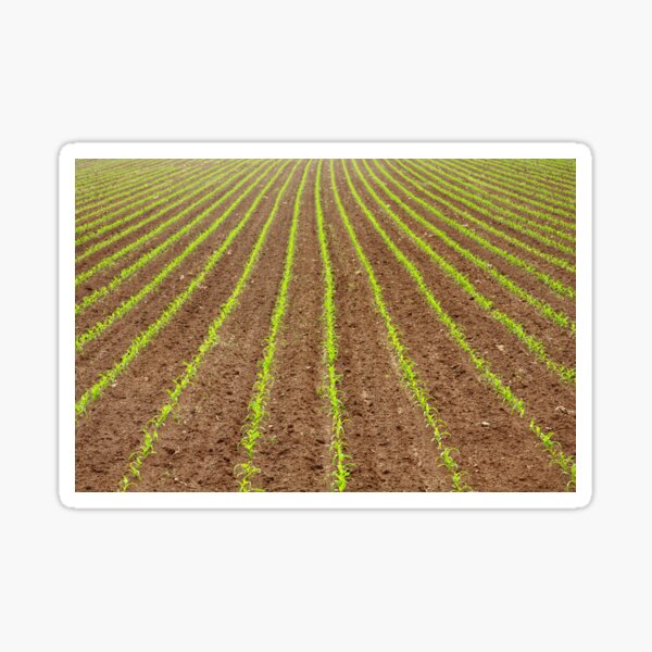 "Corn field" Sticker for Sale by gavila | Redbubble