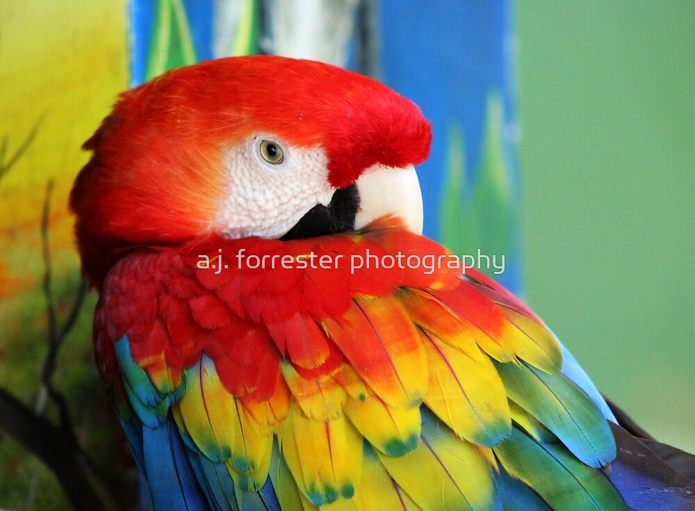 "Scarlet macaw Living Rainbow 01" by a.j. forrester photography | Redbubble