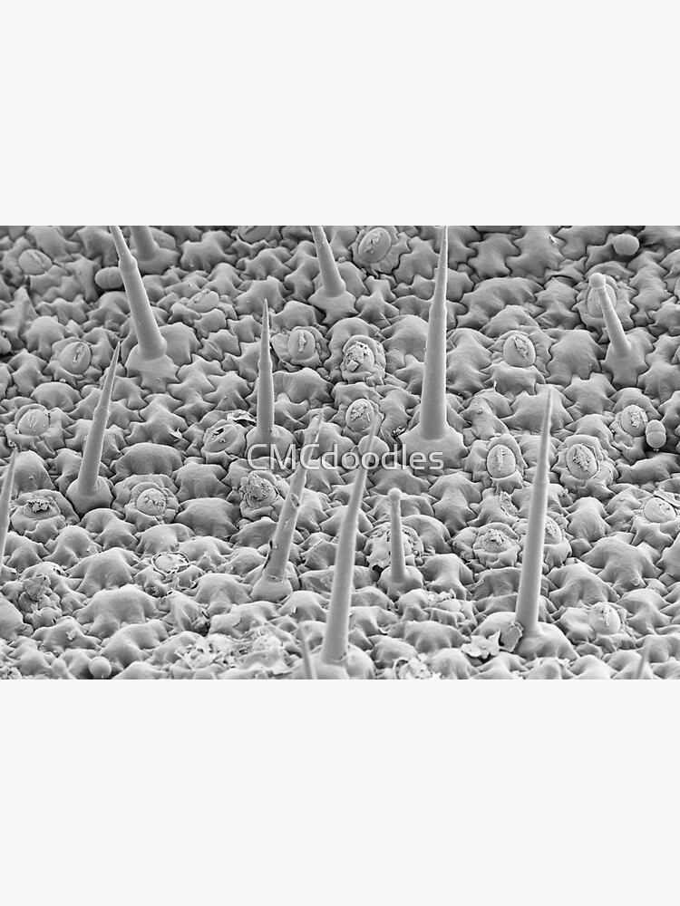 "Leaf epidermis, guard cells and trichomes" Sticker for Sale by ...