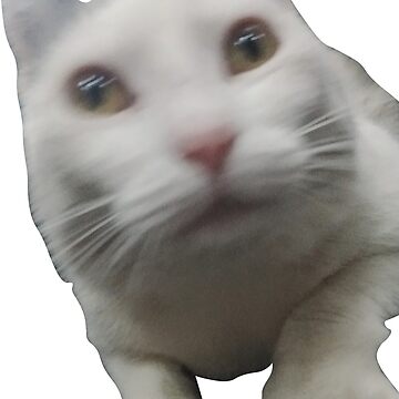 "Cat Meme - Blurred" Sticker by DesignMapachiss | Redbubble