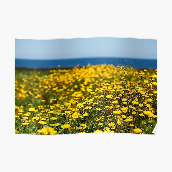 "Field of yellow daisies" Poster by gavila | Redbubble
