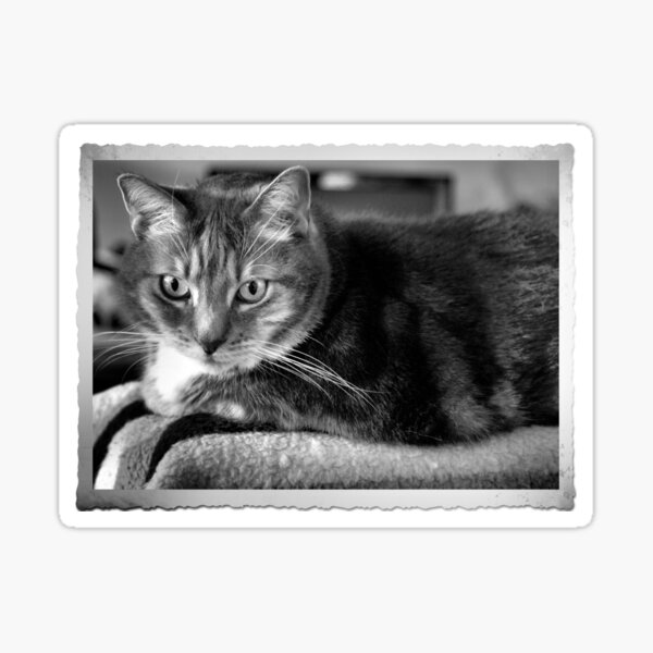 "Cute tabby cat vinni-van beautiful cat RIP" Sticker for Sale by TeAnne ...