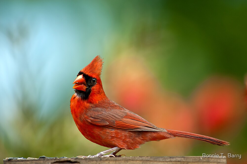 "Male Cardinal" by Bonnie T. Barry | Redbubble