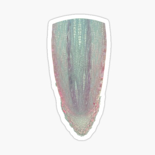 "Ranunculus Root" Sticker for Sale by vmarieb-art | Redbubble