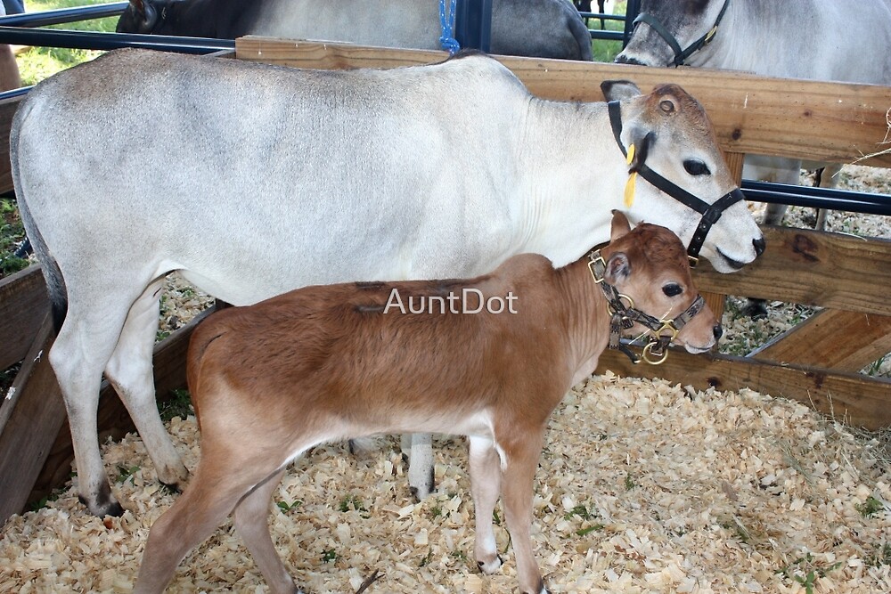 "Miniature Zebu Cattle" by AuntDot | Redbubble
