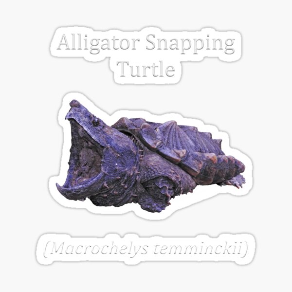 "Alligator Snapping Turtle" Sticker by FroghavenFarm | Redbubble