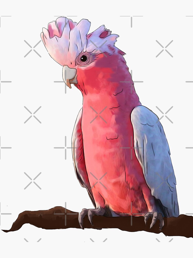 "Silly Galah" Sticker for Sale by Jessica Holliday | Redbubble