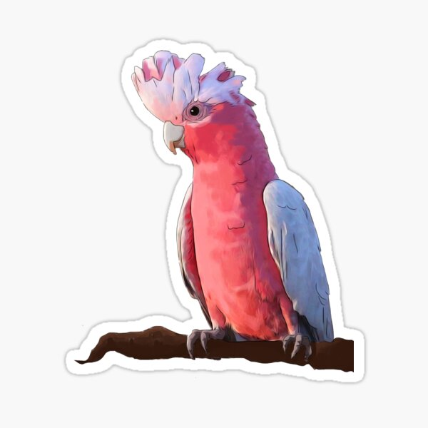 "Silly Galah" Sticker for Sale by Jessica Holliday | Redbubble