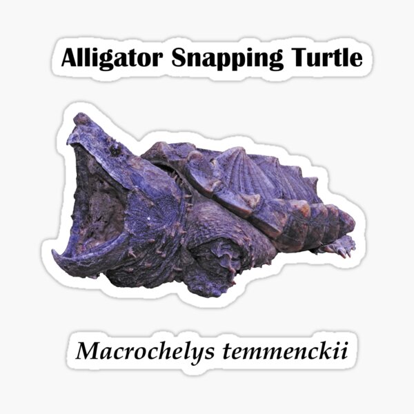 "Alligator Snapping Turtle - Black lettering" Sticker for Sale by ...