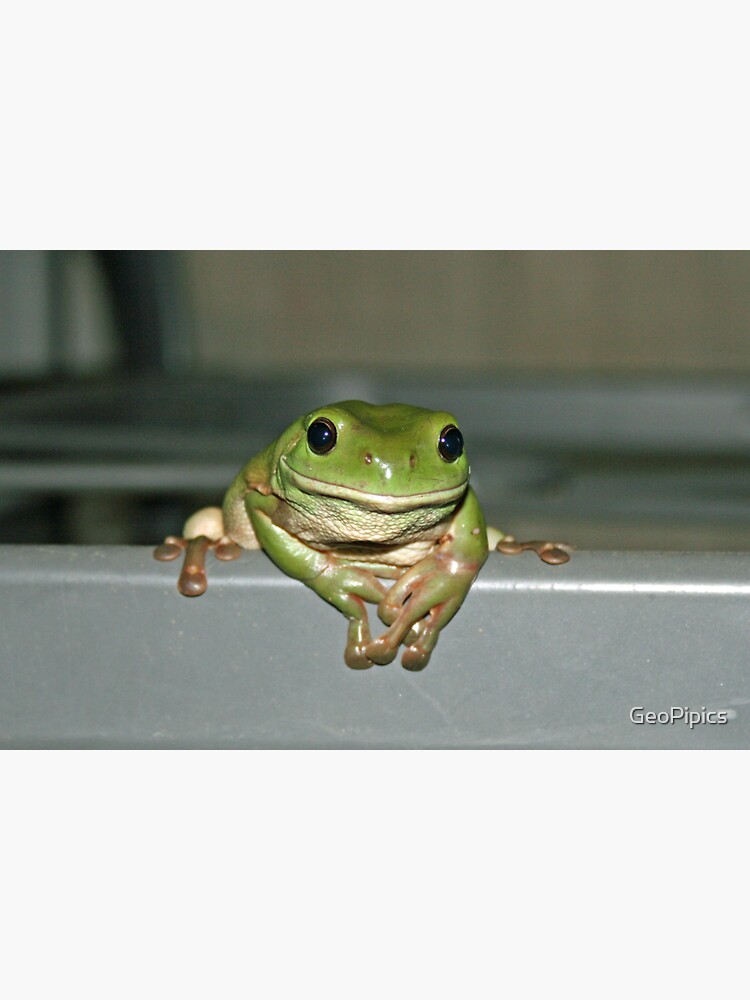 Australian green tree frog" Sticker by GeoPipics | Redbubble