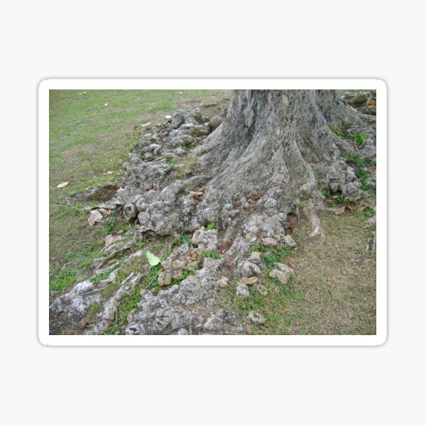 "Rooted " Sticker by papaziand | Redbubble