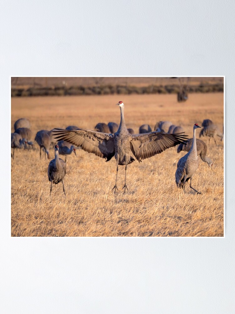 "Wingspan" Poster for Sale by Alla Gill | Redbubble