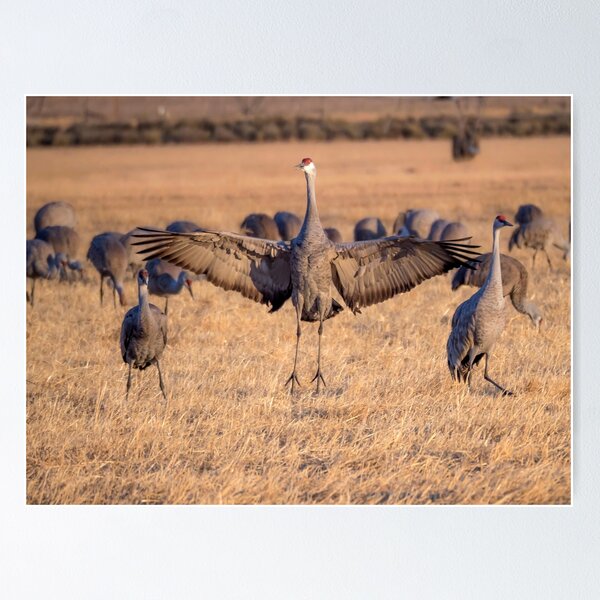 "Wingspan" Poster for Sale by Alla Gill | Redbubble