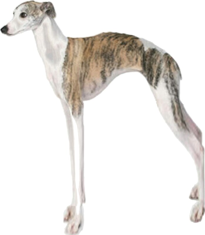 "Tall Dog! Whippet Greyhound" by ProjectMayhem | Redbubble