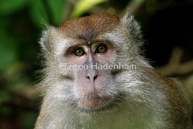 "Makak Monkey" by Clinton Hadenham | Redbubble
