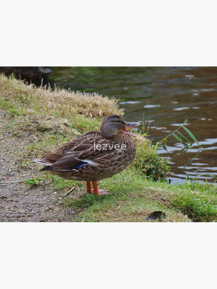 "Calling All Ducks !! (Mallard)" Sticker by lezvee | Redbubble