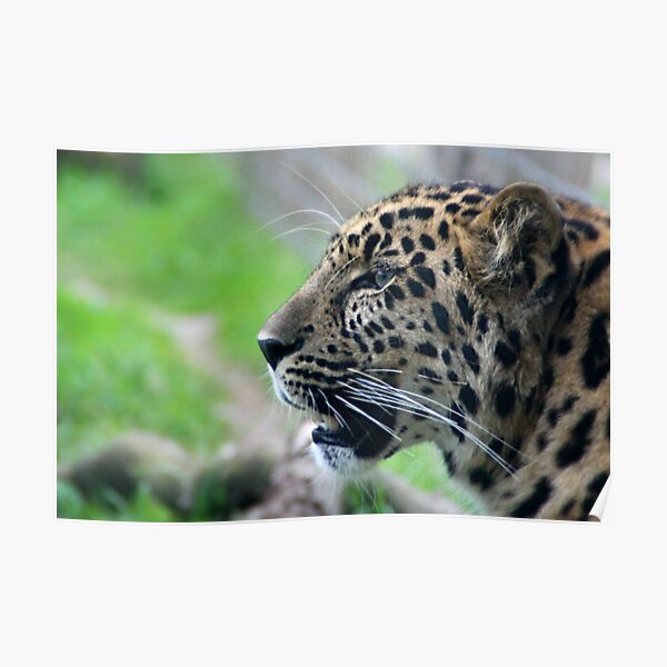 Amur Leopards Posters | Redbubble