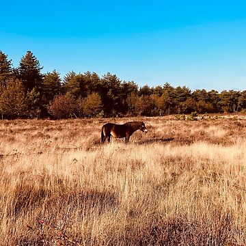 "Wild Horse Print Stunning Free-Spirited Nature-Inspired Design ...