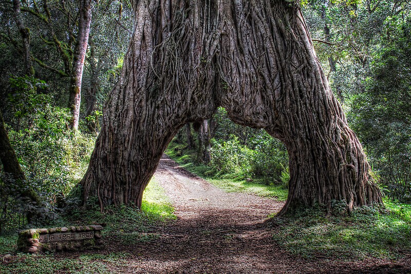 "Big Tree Arch" by Scott Ward | Redbubble
