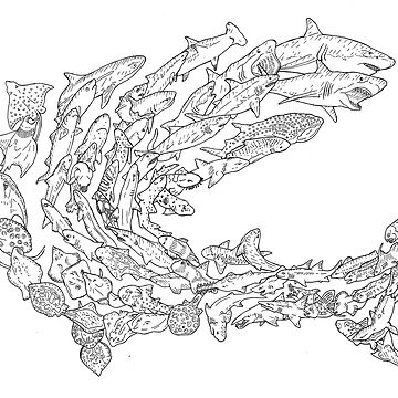 "Chondrichthyes - Black and White - Sharks and Rays - Evolution ...