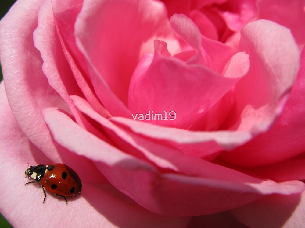 "Ladybug and Rose" by vadim19 | Redbubble