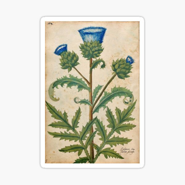 "Medieval Blue Thistle" Sticker for Sale by fellowsden | Redbubble