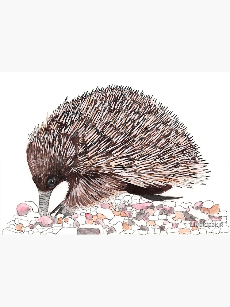 Australischer Ameisenigel Schnabeltier Ameisenigel Australische