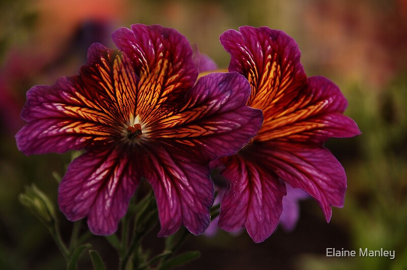 "Flowers of Alberta " by Elaine Manley | Redbubble