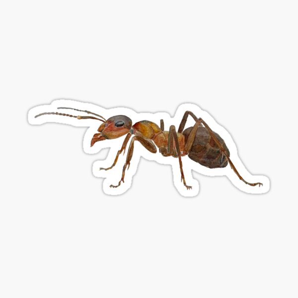 "Wood ants in a row watercolour hand painted art" Sticker for Sale by Bexmoony | Redbubble