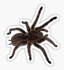 Tarantula Stickers | Redbubble