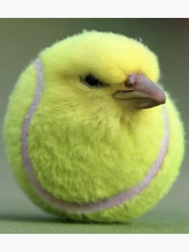 "Tennis Ball Bird. Funny Ball Bird Meme. Bird With Balls Viral Brainrot ...