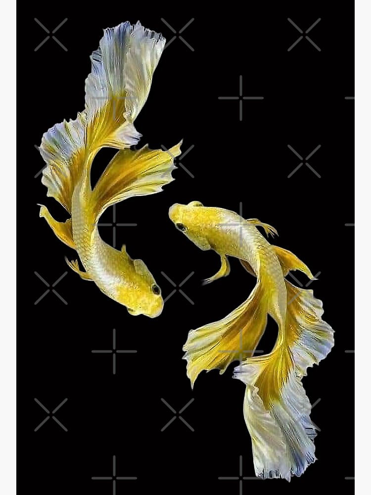 "golden Guppy fish Fancy Guppies Thai fighting fish, beautiful fish ...