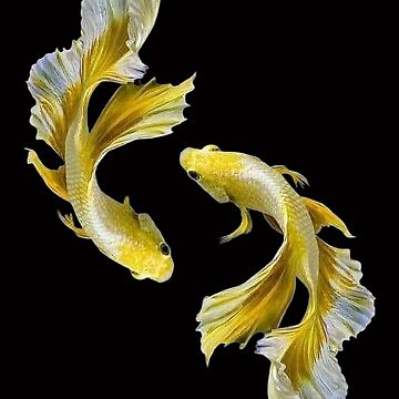 "golden Guppy fish Fancy Guppies Thai fighting fish, beautiful fish ...